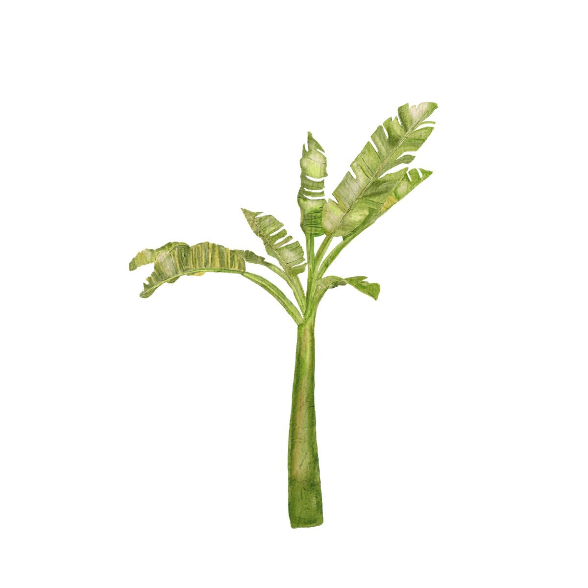 Watercolor Banana Tree Wood Shape Magnet – SoHa Living