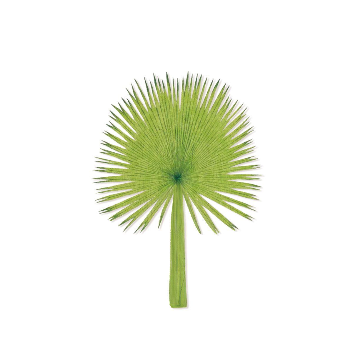 Fan Palm Wood Shape Magnet – SoHa Living